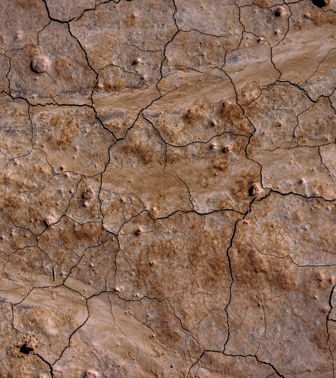 The Kingfish Company: when fish meets land | NL Platform